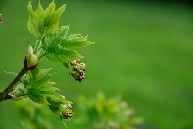 Fleurs Bourgeons De - Photo gratuite sur Pixabay - Pixabay