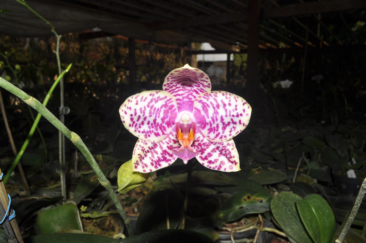 Fleur Orchidée La - Photo gratuite sur Pixabay - Pixabay