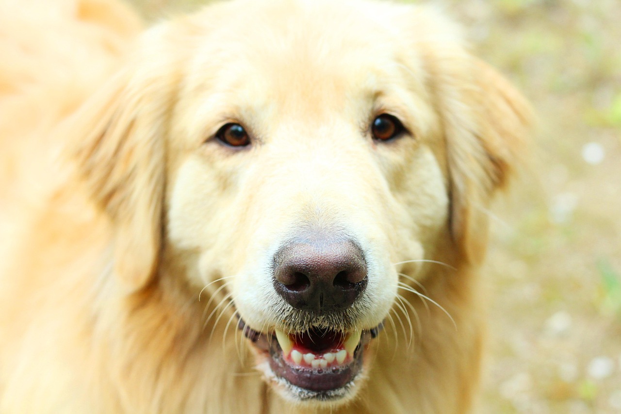 Animal Golden Retriever Breed - Free photo on Pixabay - Pixabay