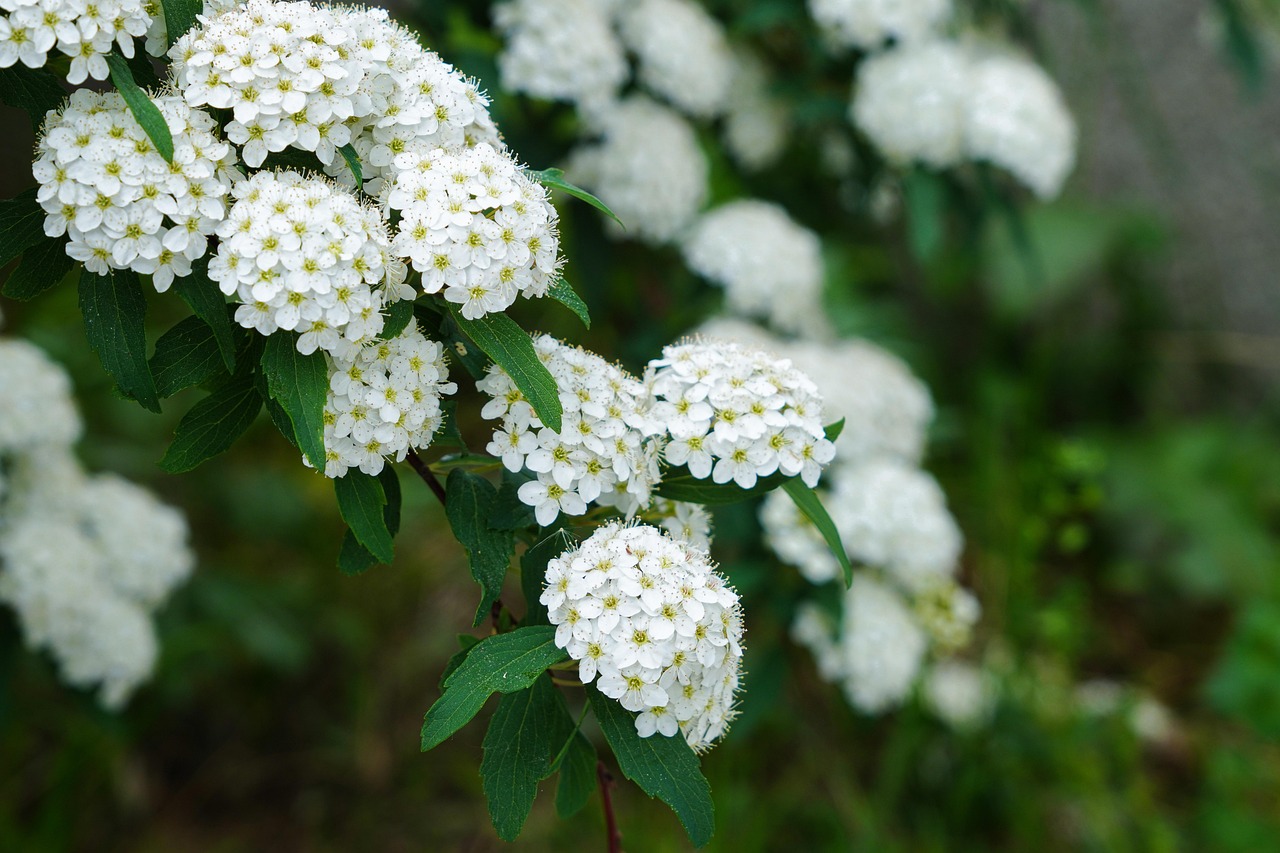 Flor Spiraea Flores Silvestres - Foto gratuita no Pixabay - Pixabay