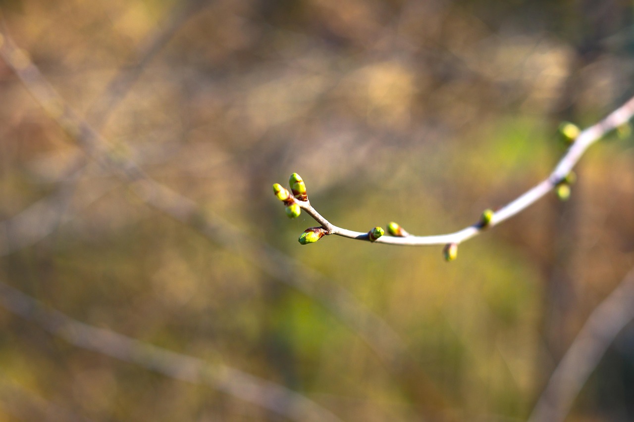 Zweig Feder Die Natur - Kostenloses Foto auf Pixabay - Pixabay