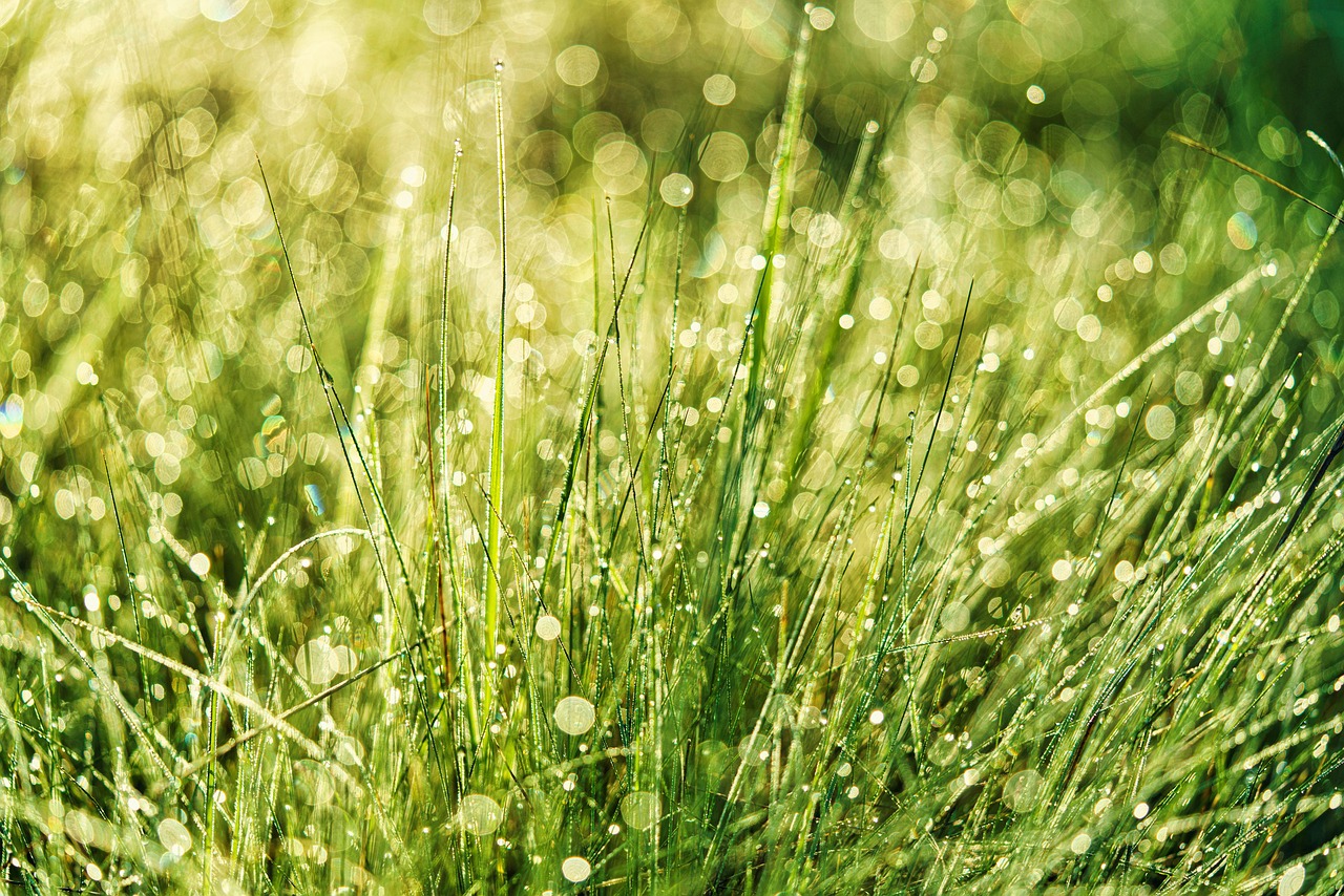 Dew Drop Herb Nature - Free photo on Pixabay - Pixabay