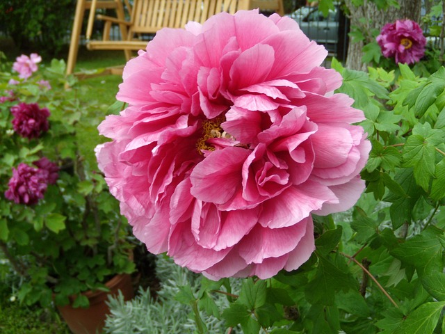 Dahlia Bunga Kebun - Foto gratis di Pixabay - Pixabay