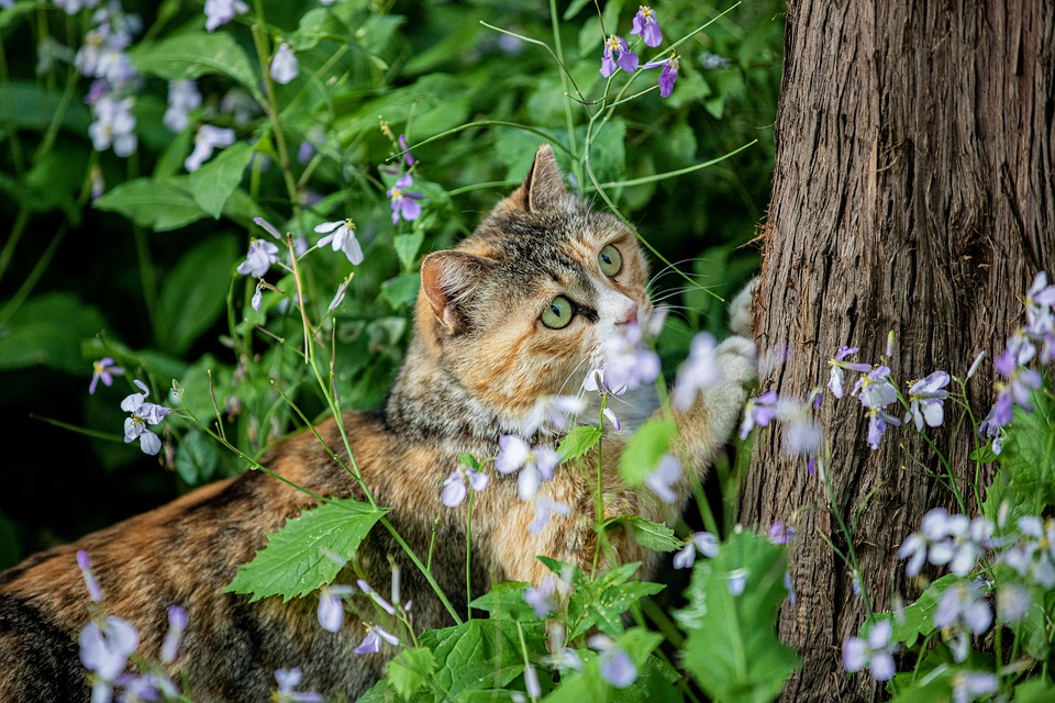 Animal Gato Felino - Foto gratis en Pixabay - Pixabay