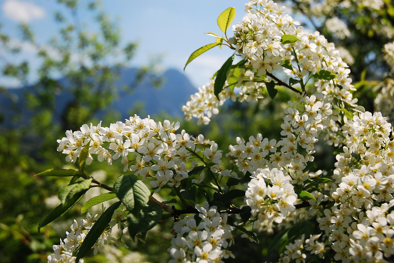 Fleurs Le Printemps Nature - Photo gratuite sur Pixabay - Pixabay