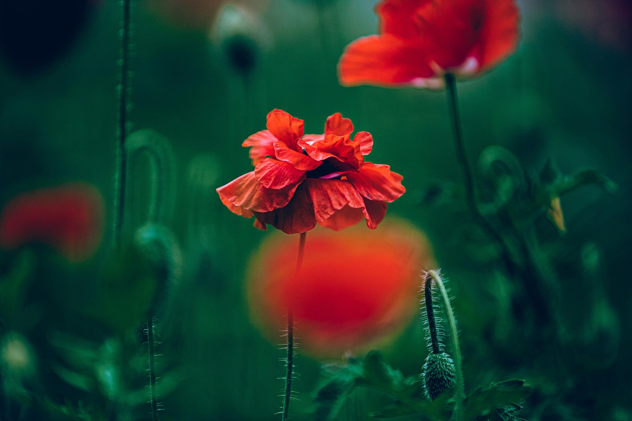 500,000+ Free Spring Flower & Spring Images - Pixabay