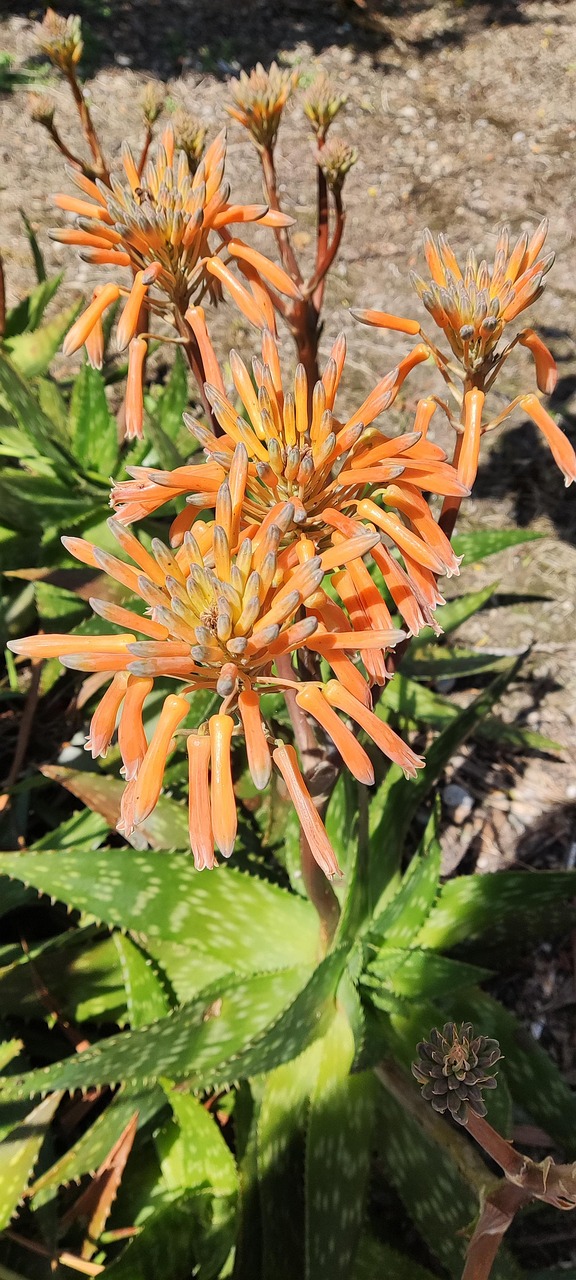 Aloe'S Flower Orange - Free photo on Pixabay - Pixabay