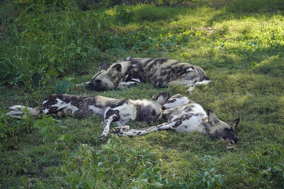 Animals Dog Hyena - Free photo on Pixabay - Pixabay