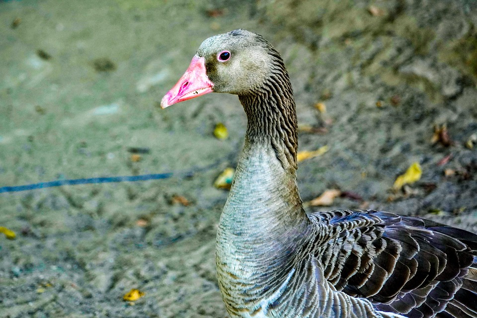 Bird Goose Ornithology - Free photo on Pixabay