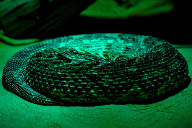 Orm Giftig Reptil Vilda Djur Och - Gratis foto på Pixabay