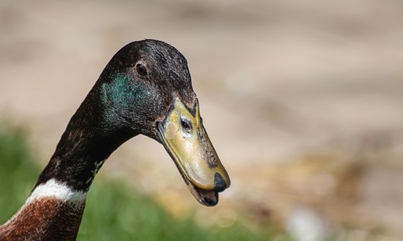 Indian Runner Duck Bird - Free photo on Pixabay