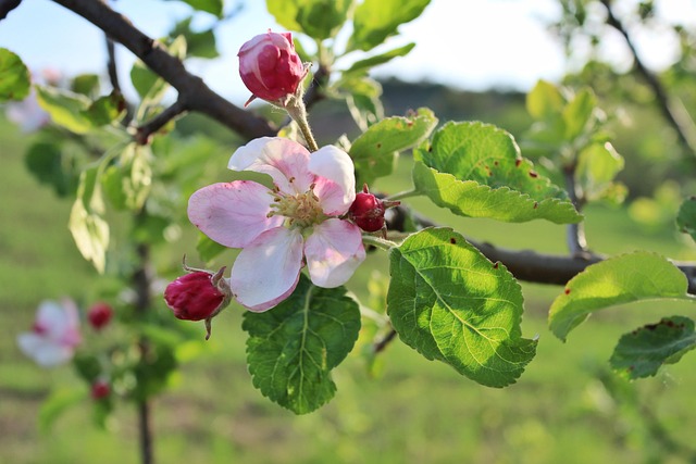 Fleurir Bourgeons De Fleurs - Photo gratuite sur Pixabay - Pixabay
