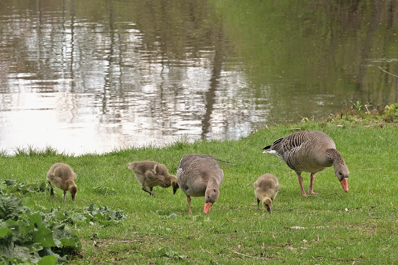Birds Goose Ornithology - Free photo on Pixabay - Pixabay