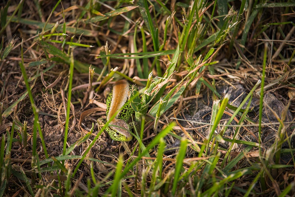 蜥蜴 爬虫 自然 Pixabay上的免费照片 Pixabay