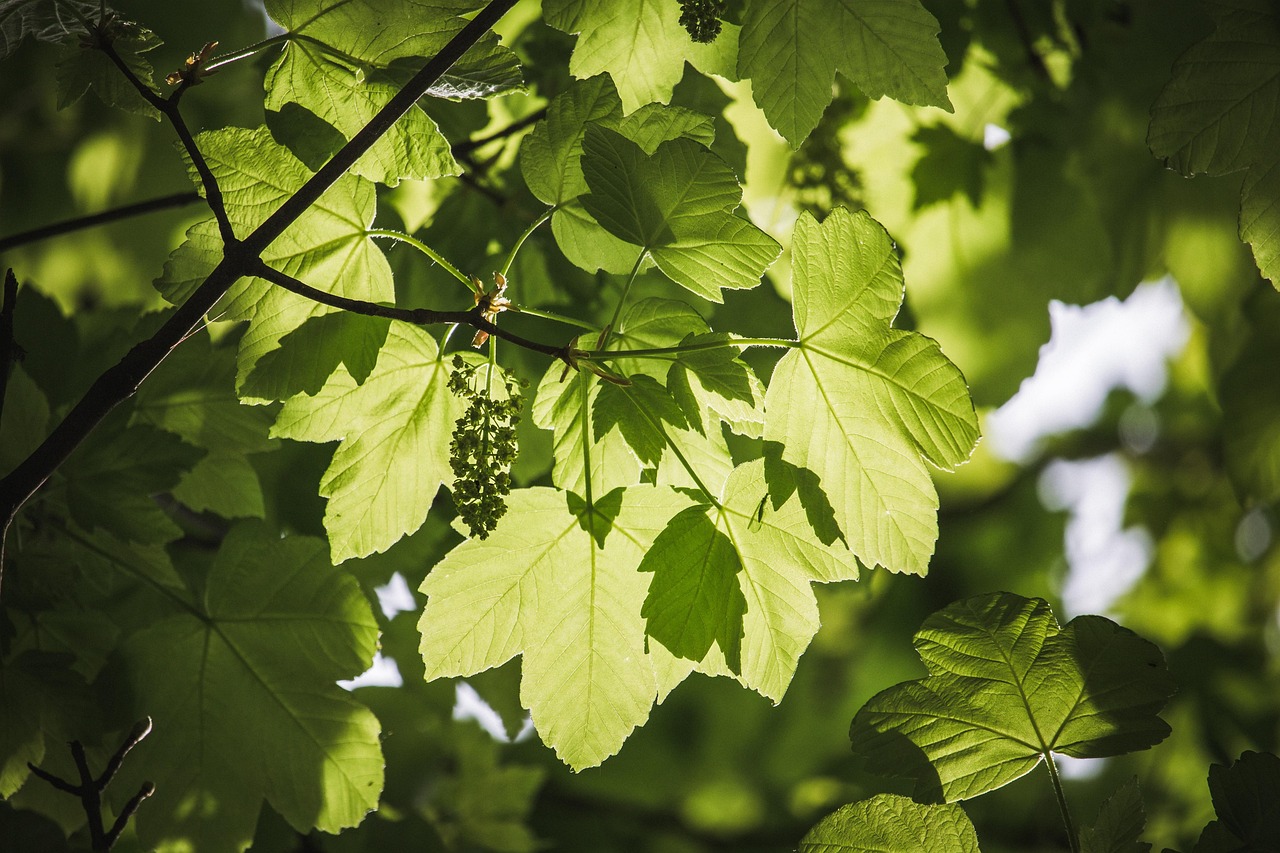 Daun-Daun Pohon Ranting - Foto gratis di Pixabay - Pixabay
