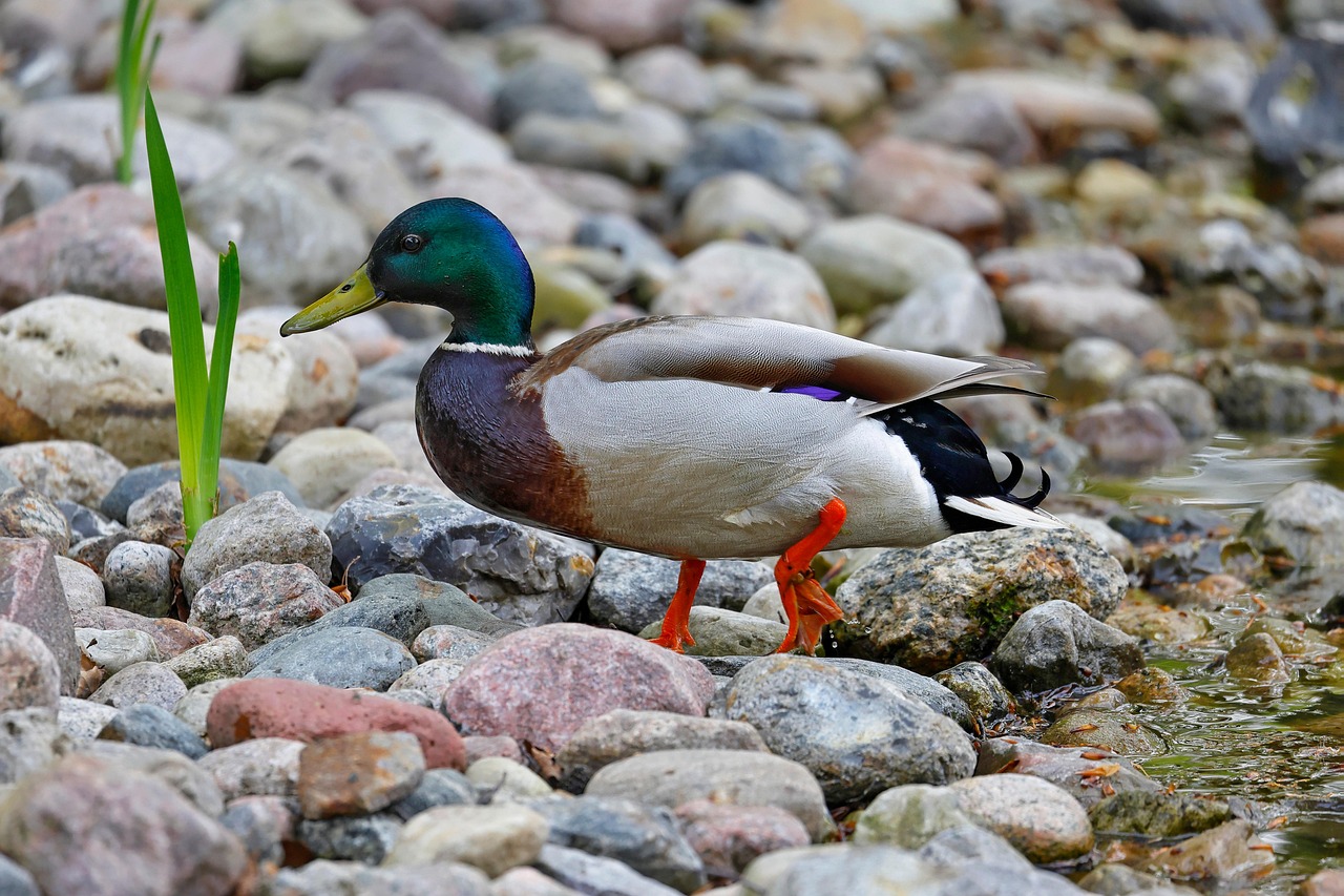 Mallard Bird Duck - Free photo on Pixabay