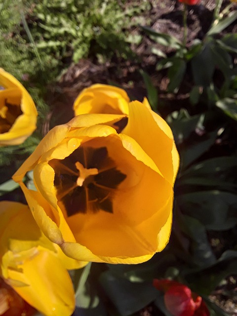 Amarillo Tulipanes Bloom - Foto gratis en Pixabay - Pixabay