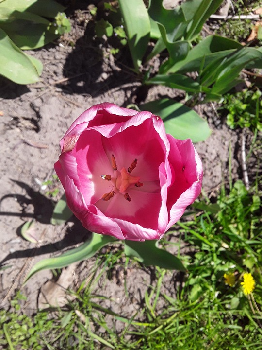 Flower Tulip Botany - Free photo on Pixabay - Pixabay