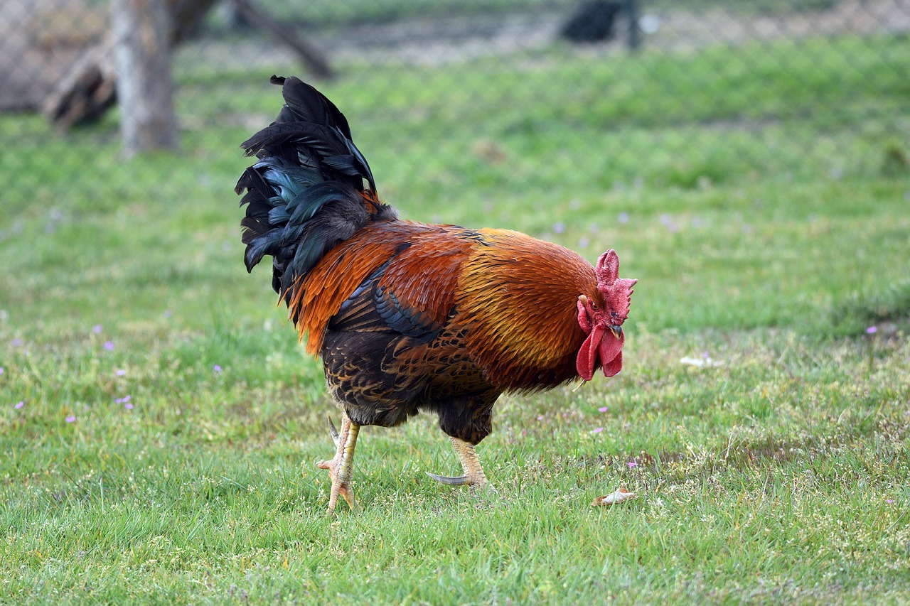 Cock Rooster Chicken Free Photo On Pixabay Pixabay Cock Rooster Chicken Free Photo On Pixabay Pixabay