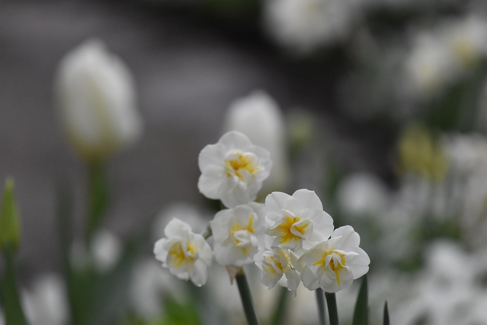 Flowers Daffodils Spring - Free photo on Pixabay