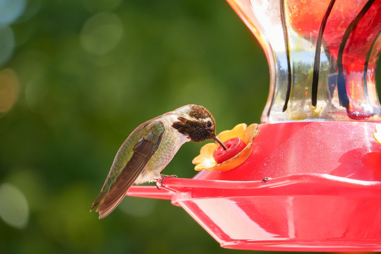 Hummingbird Bird Feeder - Free photo on Pixabay - Pixabay
