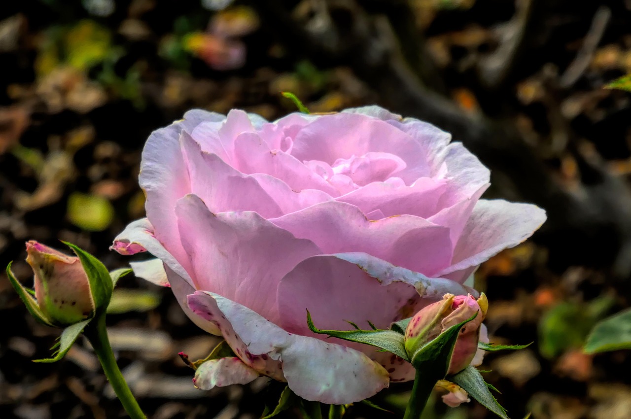 Pinke Rose Blume - Kostenloses Foto auf Pixabay - Pixabay
