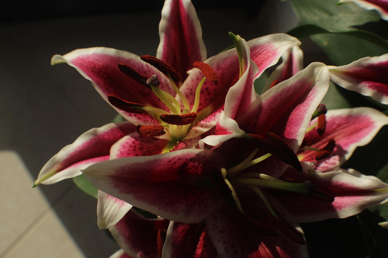 Lilies Pink Flowers Nature - Free photo on Pixabay