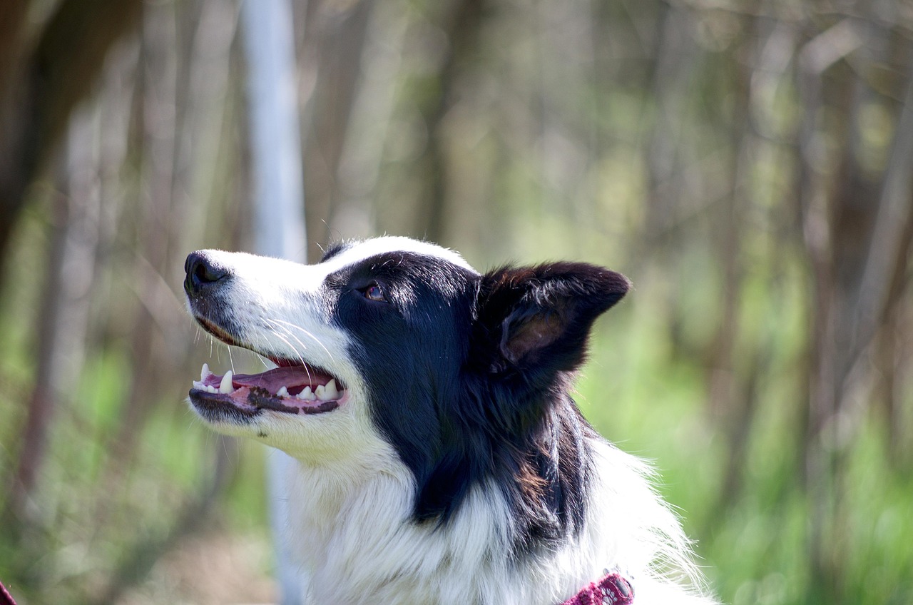 Dog Border Collie - Free photo on Pixabay