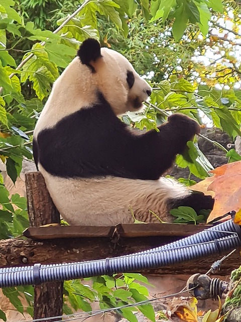Panda Animal Bambo - Photo gratuite sur Pixabay