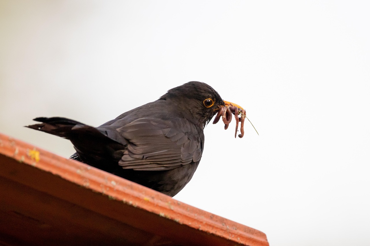 Blackbird Bird Earthworm - Free photo on Pixabay - Pixabay
