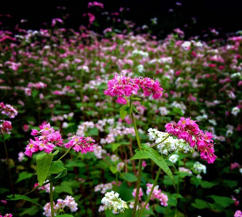 Nature Flowers Botany - Free photo on Pixabay