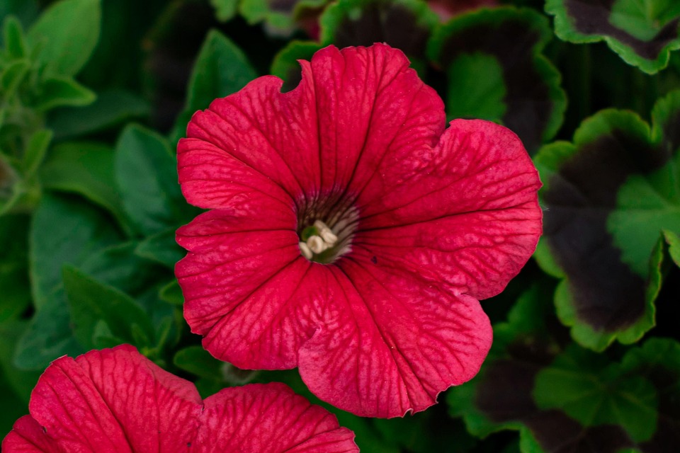 Flower Petunia Close Up - Free photo on Pixabay