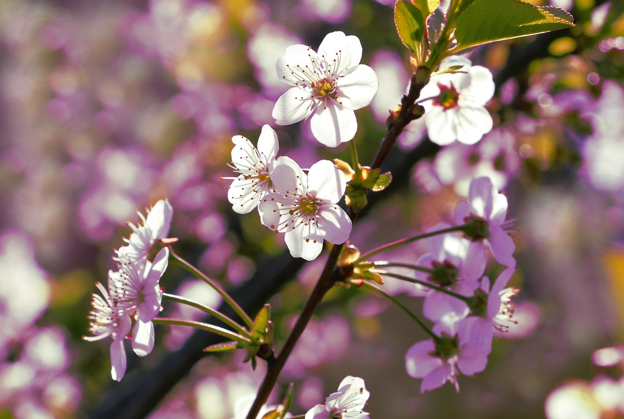 Fleurs Bourgeons Direction - Photo gratuite sur Pixabay - Pixabay