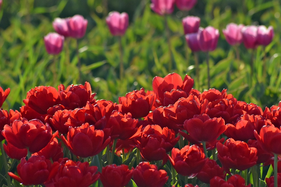 Tulipaner Tulipanmark Forår - Gratis foto på Pixabay