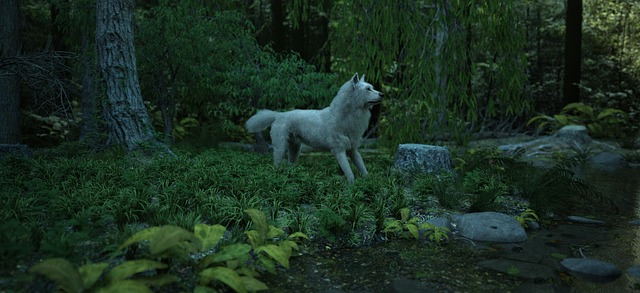 Forest Wolf Predator - Free photo on Pixabay