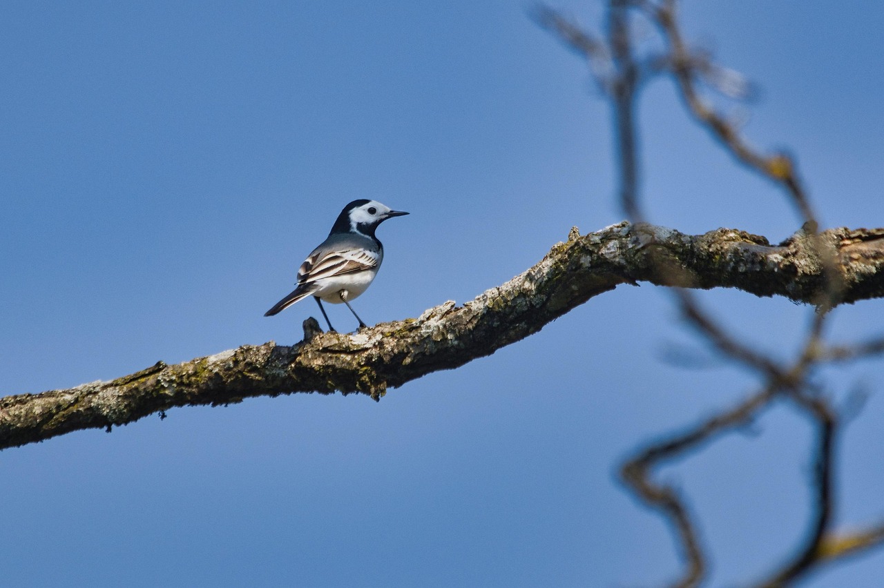 White Wagtail Motacilla Alba Bird - Free photo on Pixabay