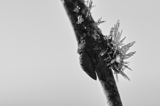 Ice Crystals Frost Winter Tree - Free photo on Pixabay