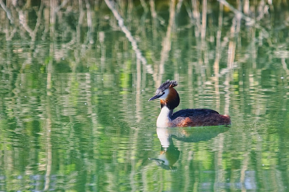 Great Crested Grebe Lake Bird - Free photo on Pixabay