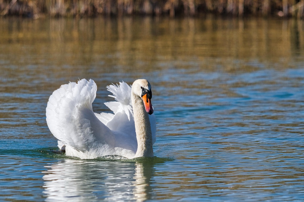 Łabędź Niemy Jezioro - Darmowe zdjęcie na Pixabay - Pixabay