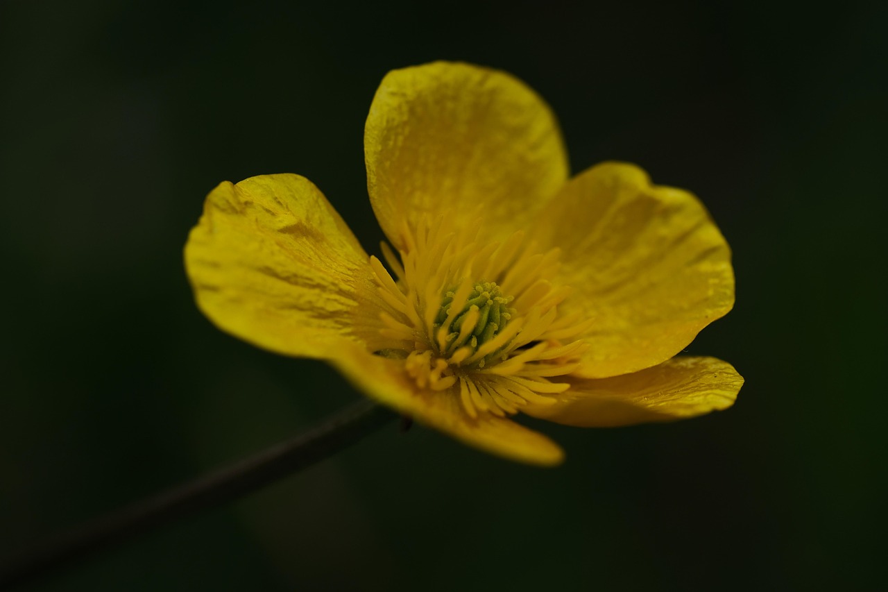 Flower Bulbous Buttercup - Free photo on Pixabay - Pixabay