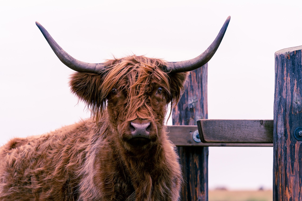 Vaca Gado Pomar - Foto gratuita no Pixabay - Pixabay