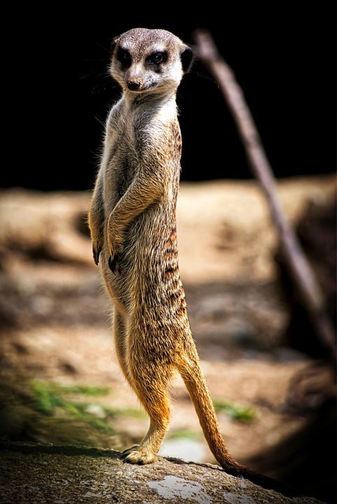 Meerkat Suricate Animal - Free photo on Pixabay