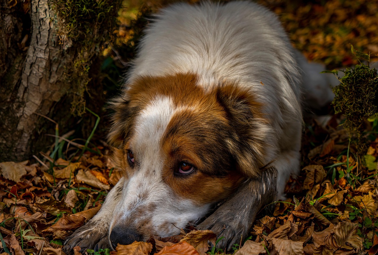 Dog Animal Forest - Free photo on Pixabay