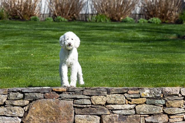 1,000+ Free Standard Poodles & Poodle Images - Pixabay