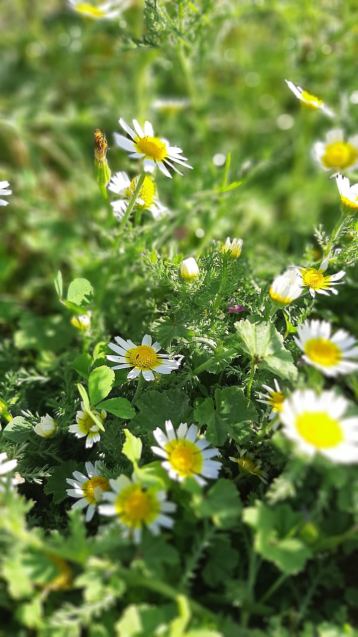 Blumen Blüte Natur - Kostenloses Foto auf Pixabay - Pixabay