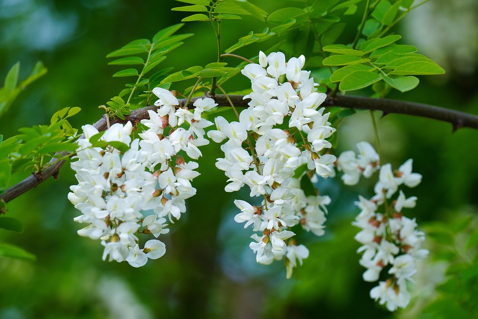 Flower Acacia Beautiful - Free photo on Pixabay - Pixabay