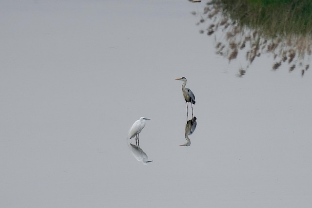 Common Herons Birds Animals - Free photo on Pixabay