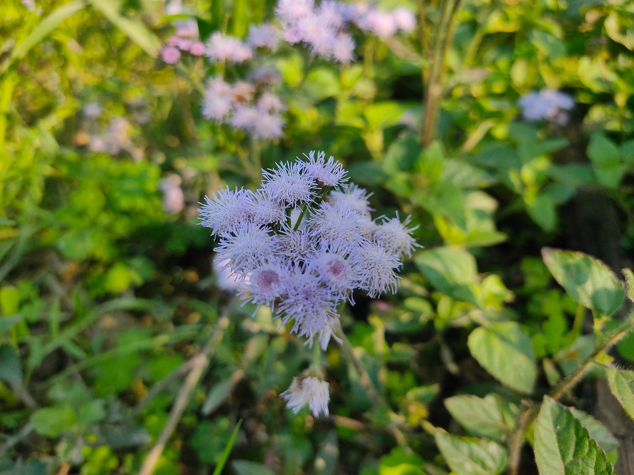 Fotografie Blume Natur - Kostenloses Foto auf Pixabay - Pixabay