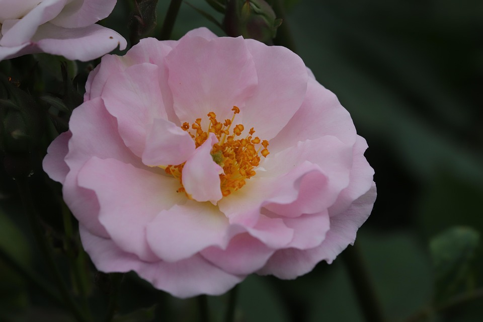Rose Fleur - Photo gratuite sur Pixabay - Pixabay