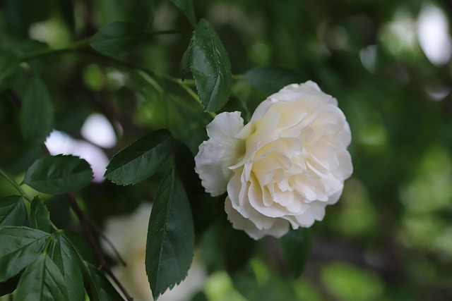 Rose White Flower - Free photo on Pixabay